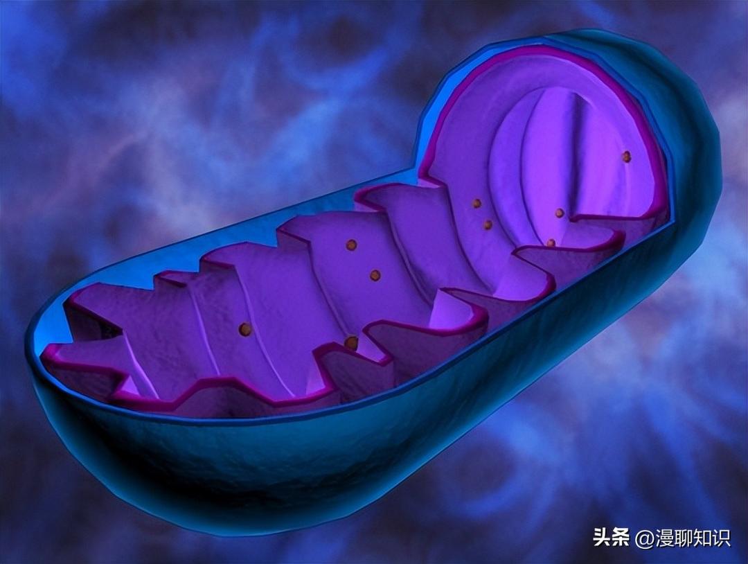 Mitochondria maintain the homeostasis of the network structure through ...