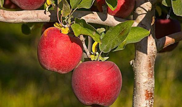 In ancient times, apples were not called apples, but a very pleasant ...