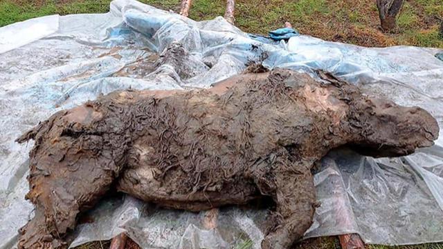 Another ancient living creature has been discovered in the Arctic ...