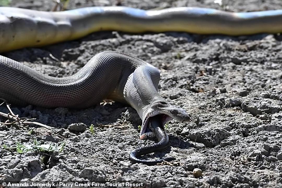 Crazy snakes: Australia's living environment is difficult but snakes ...