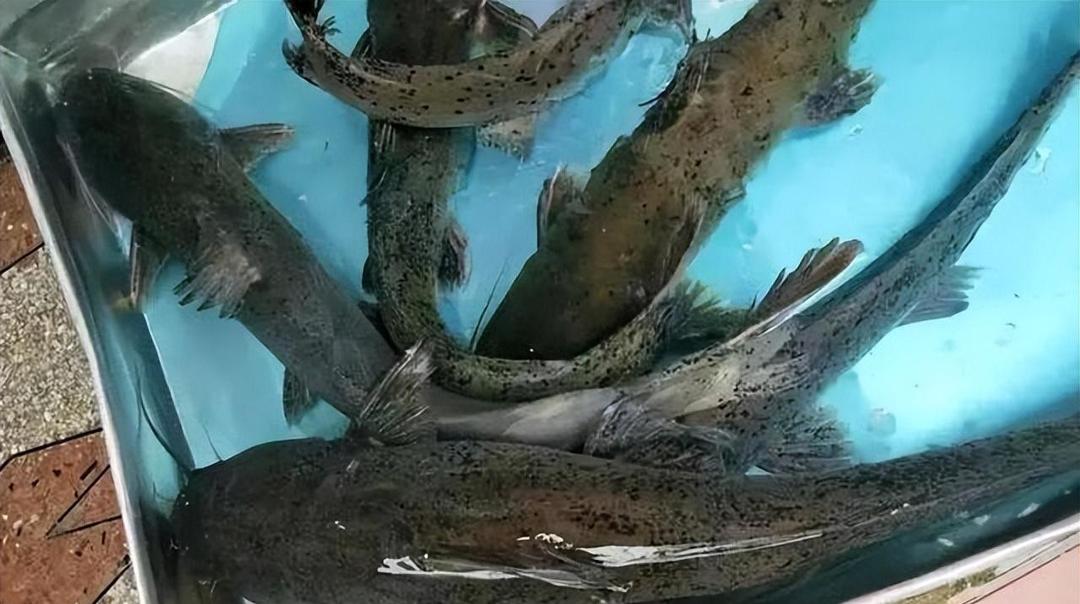 The poisonous "King of Freshwater Fish" used to sell for 8,000 fish ...