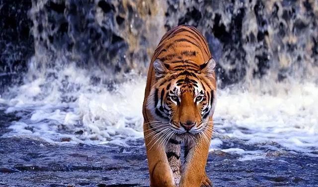 The terrifying man-eating tiger: It traveled between two countries and ...
