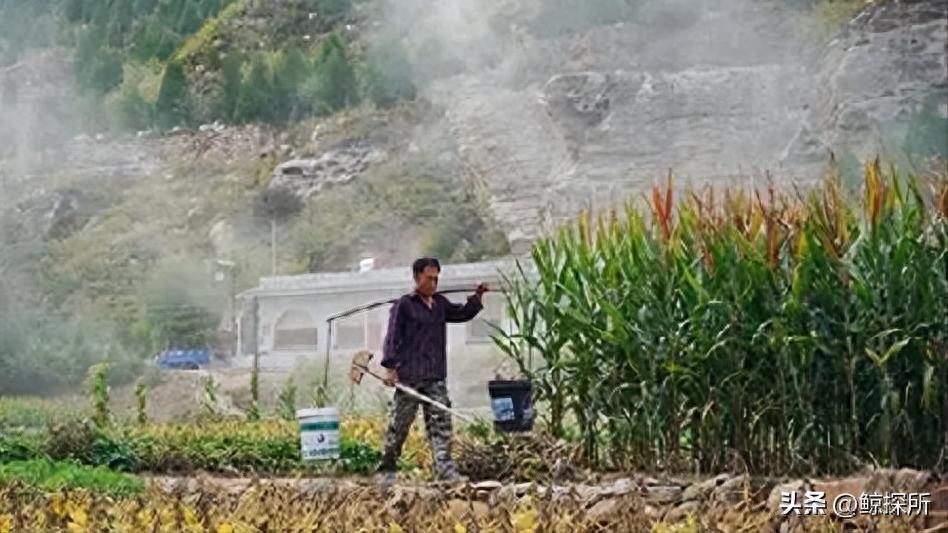 In the 1970s, a red willow baby appeared in Xinjiang's Tianshan ...