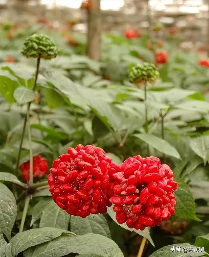 Exploring the medicinal and edible properties of Panax notoginseng ...