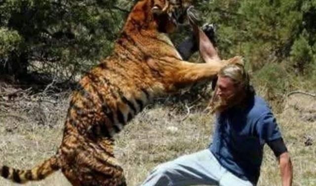 The terrifying man-eating tiger: It traveled between two countries and ...