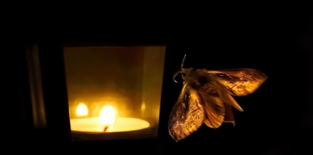Why do moths fly into the fire? Why do moths like light? - iNEWS