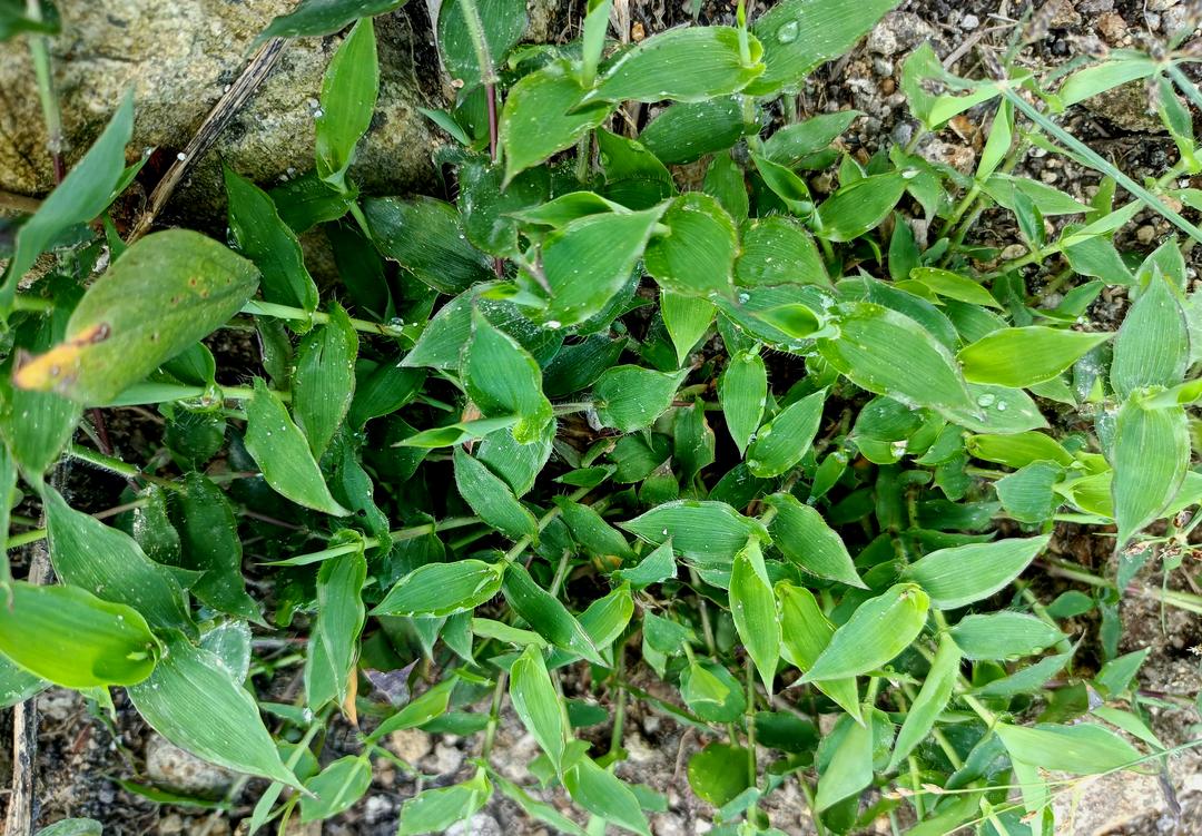 It resembles bamboo leaves and was called "Emperor Grass" by the ...