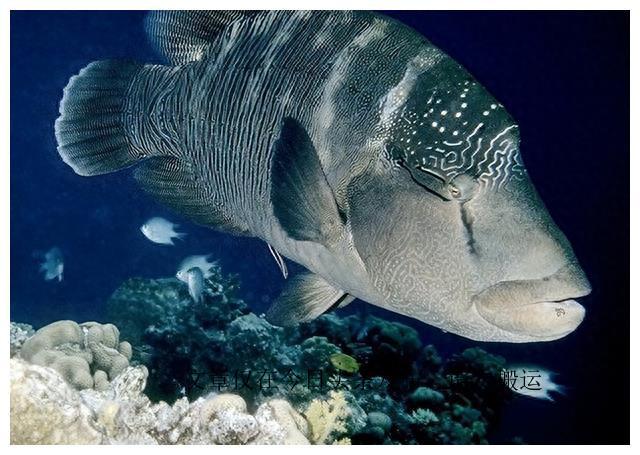 Why are ripplefish blue, what impact do they have on nature, and what ...