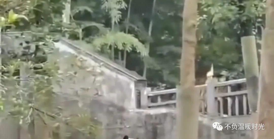 Giant panda Lin Bing, why is it always you who is "injured"? - iNEWS