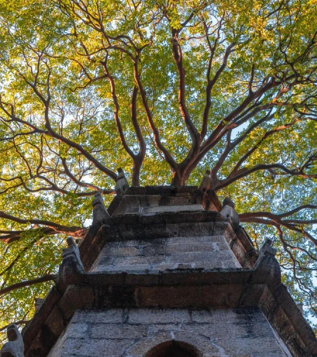 A 7-meter-tall mysterious giant tree appears on the top of a 180-year ...