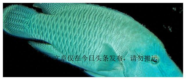 Why are ripplefish blue, what impact do they have on nature, and what ...