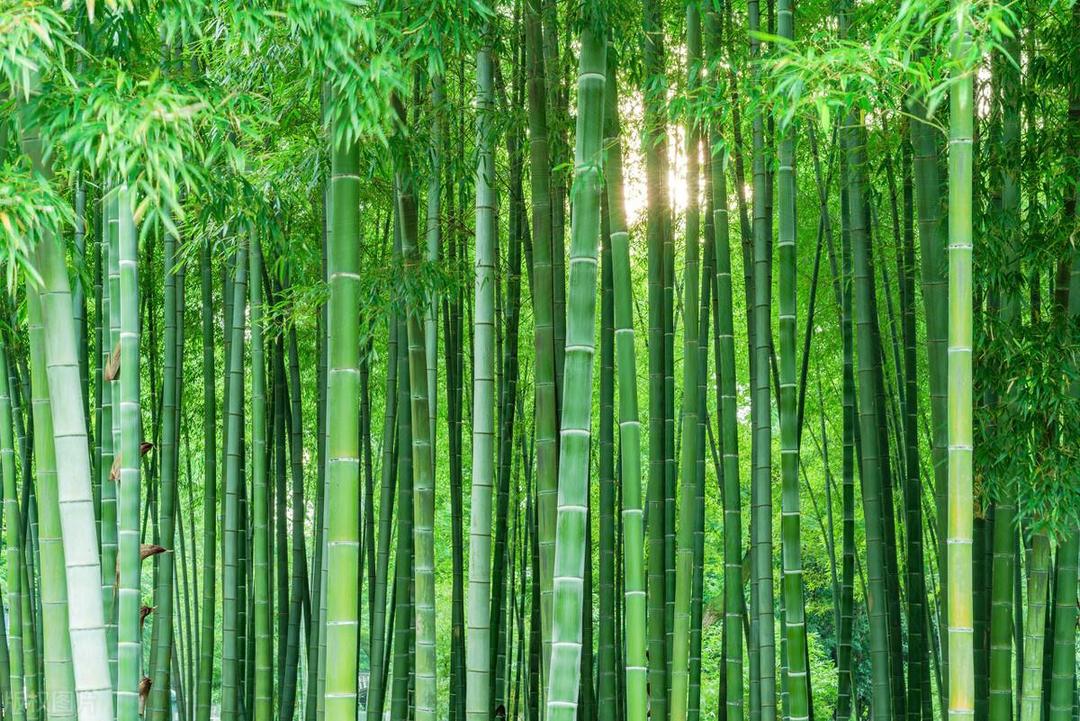 As the saying goes, "If bamboo grows next to a grave, move the grave ...
