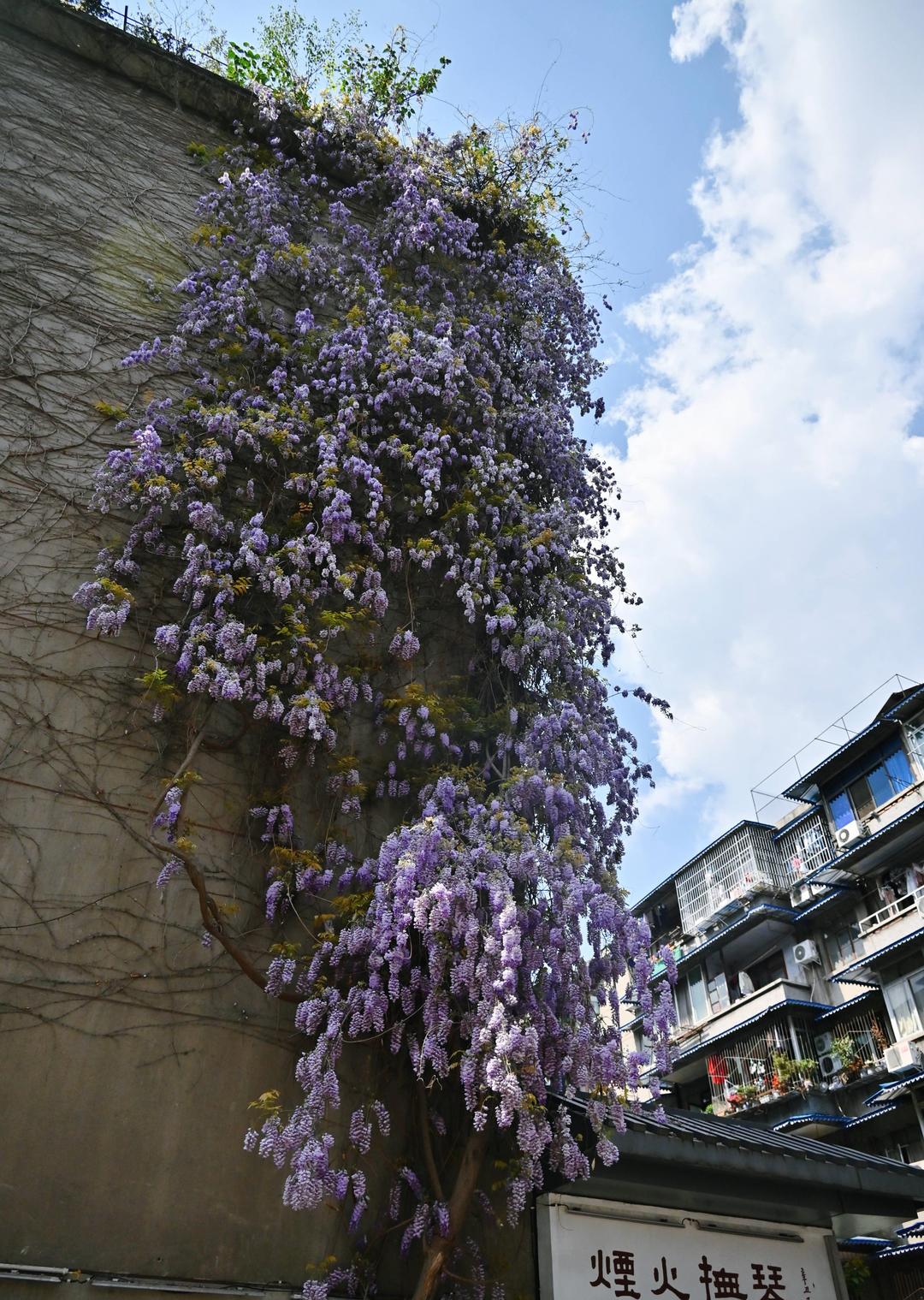 Revealing the secret of Chengdu Internet Celebrity Wisteria Waterfall ...