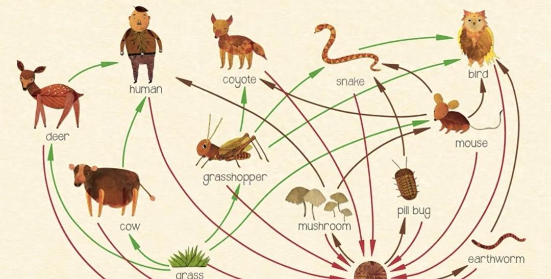Why do humans eat the meat of herbivores but not the meat of carnivores ...
