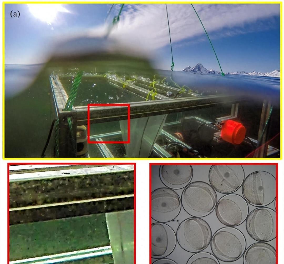 The wonders of ocean particles: How to deal with the impact of tiny ...