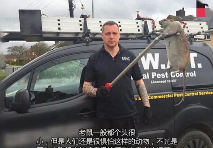 Have you ever seen a 1.2 meter rat? Giant rats appear on British ...