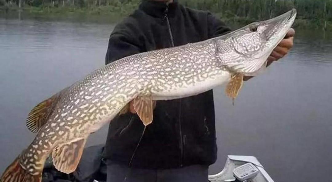 Lake Baikal produces 3 billion catties of fish annually. How big is the ...