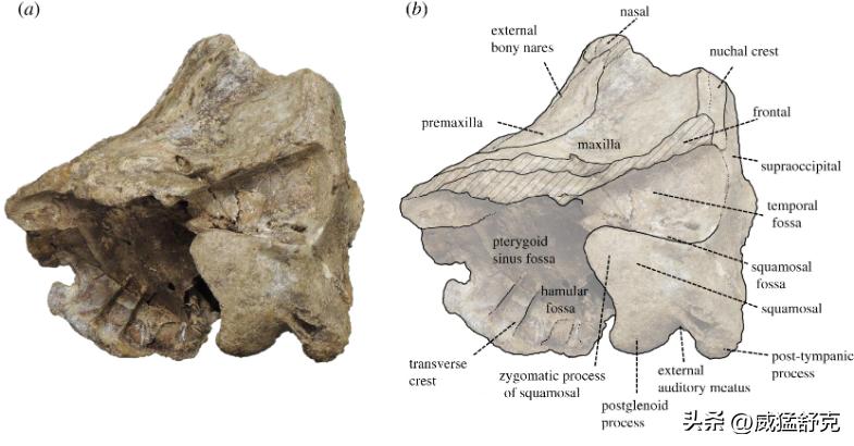 Newly discovered Miocene beaked whale species fills gaps in knowledge ...