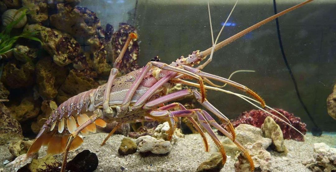 American lobster prey counterattack: secrets of soaring numbers ...