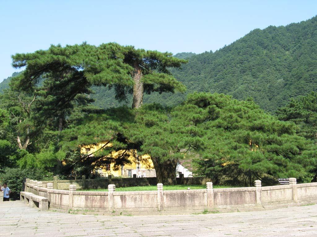Top Ten Famous Trees in China - iNEWS
