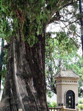 Top Ten Famous Trees in China - iNEWS