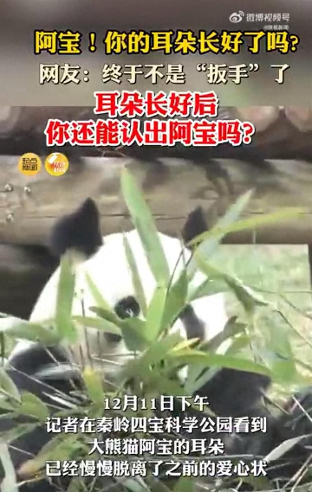 Giant panda Po's ears have lost their "heart-shaped" shape. Netizen ...