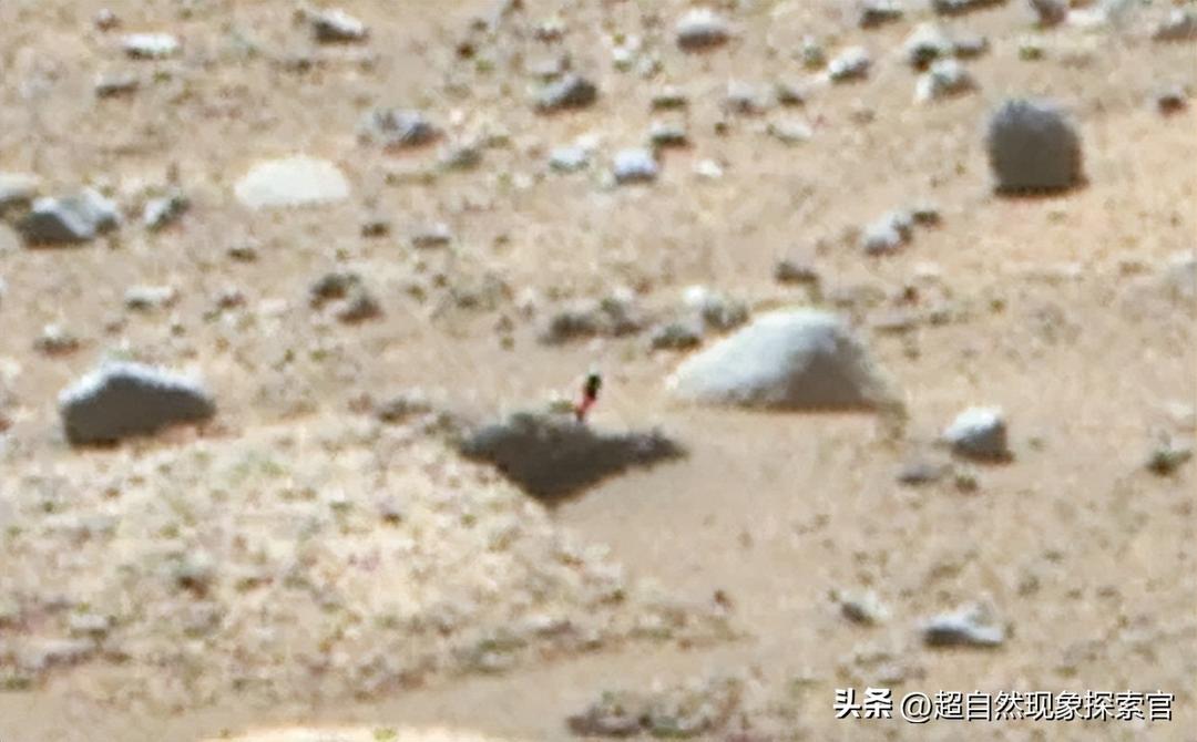 Photo of Mars flower or mushroom. What's in the Rover's footage? - iNEWS