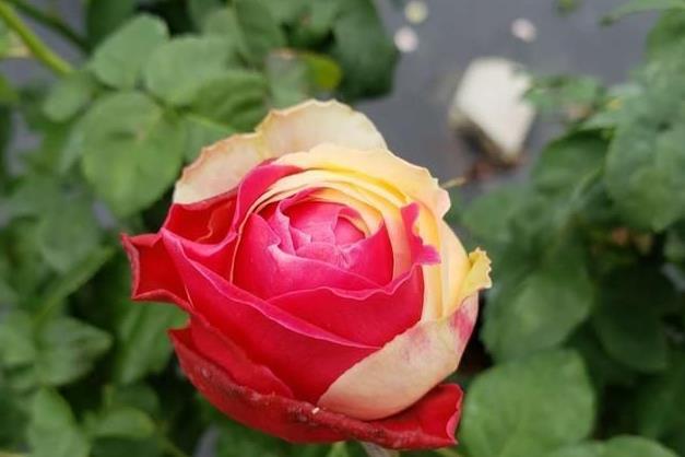 Why do flower lovers love rose flowers? You must know its ...