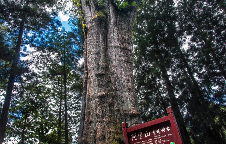 Top Ten Famous Trees in China - iNEWS