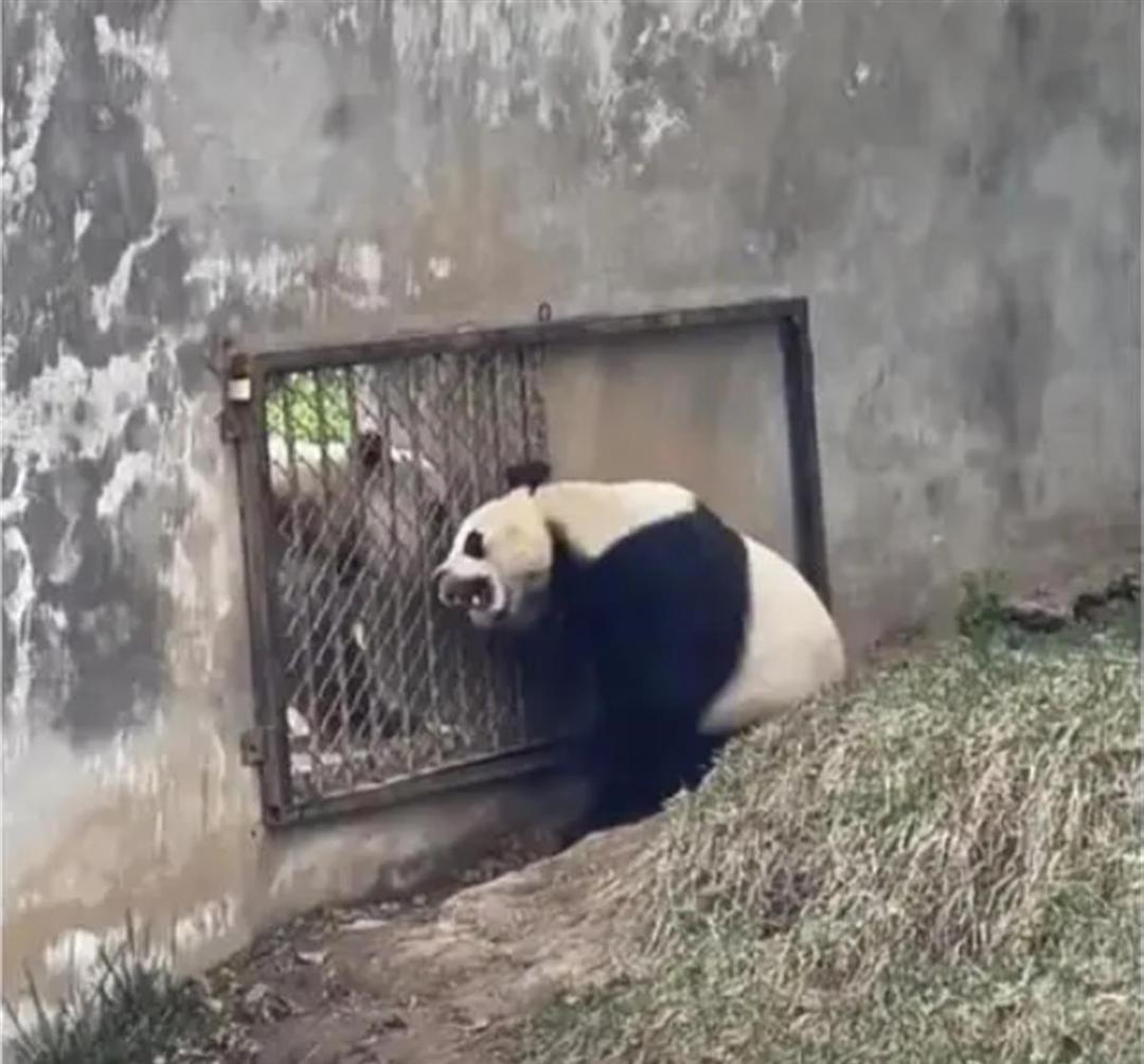 Giant panda Po's ears have lost their "heart-shaped" shape. Netizen ...