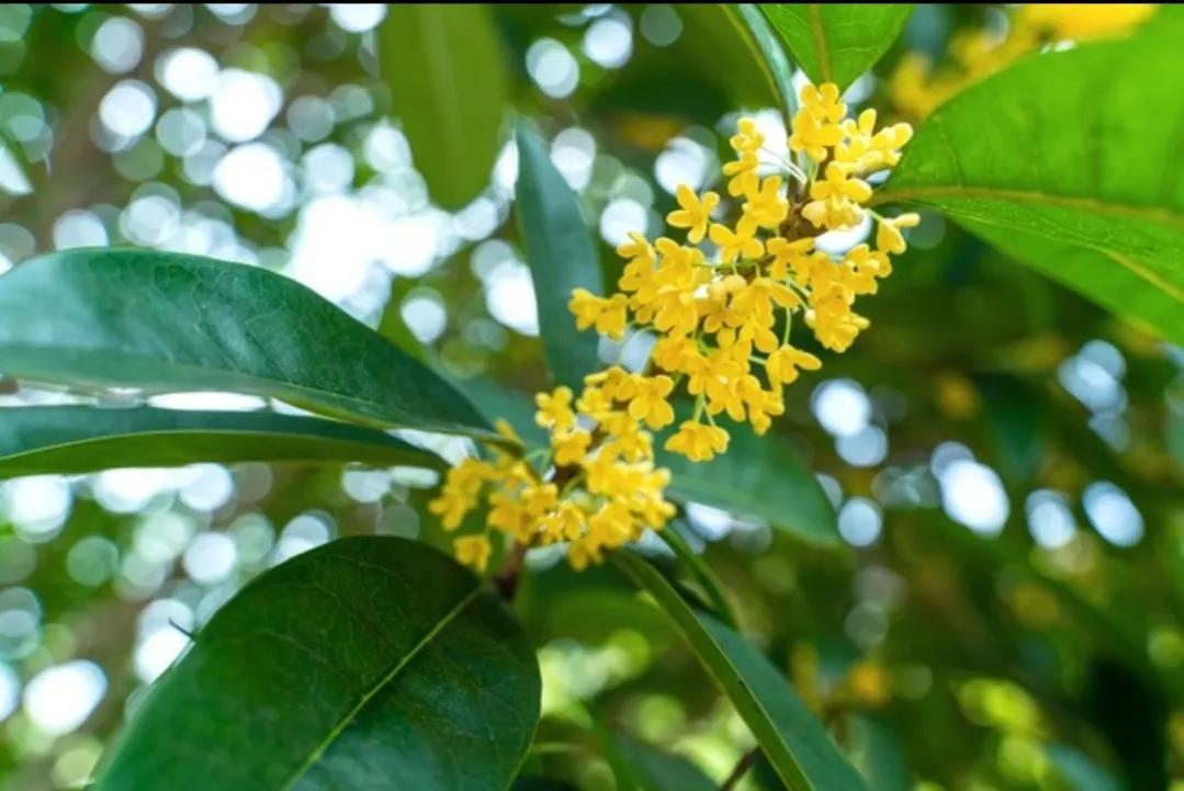 The secret recipe for making osmanthus wine is revealed! How to brew ...