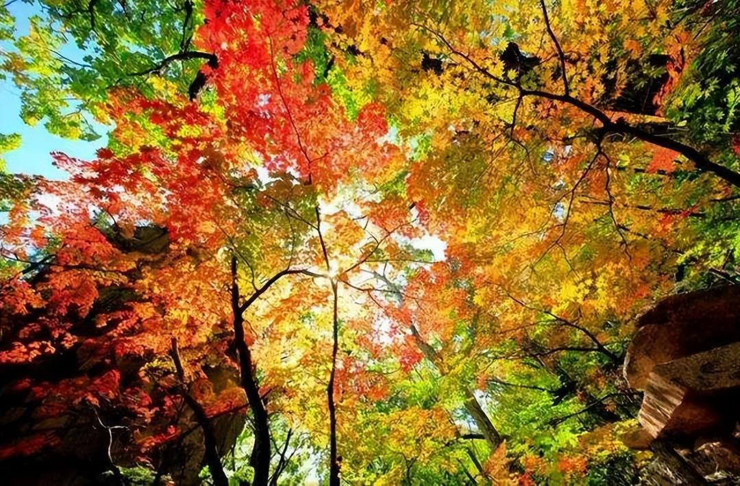 The autumn scenery in Northeast China is unforgettable! - iNEWS