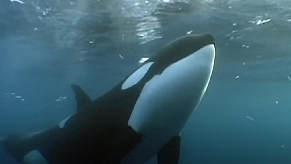 Why are all whales afraid of orcas? Group fight or one-on-one fight ...