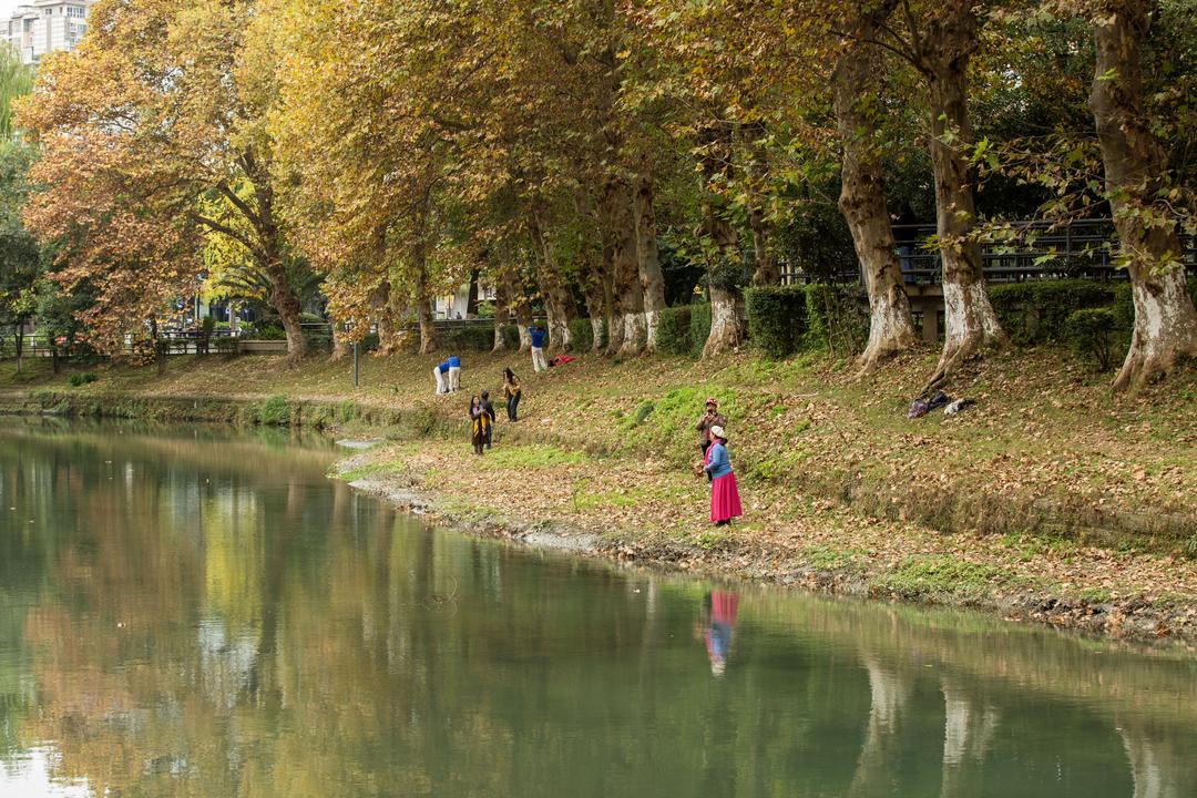 The beautiful winter scenery of plane tree leaves in Chengdu is now ...