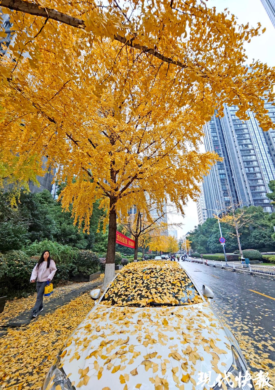 Wallpapers are here! Nanjing after the rain, with fallen leaves all ...