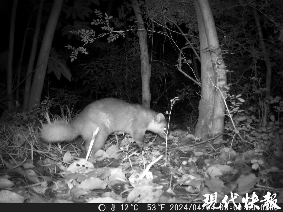 "Diverse" stories expand again! Raccoon dogs and badgers appear for the ...