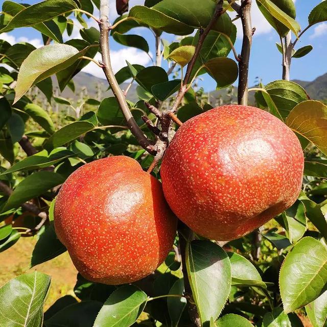 Plateau Pear King - Lijiang's latest pear variety, "Xiaozun Muli", is ...