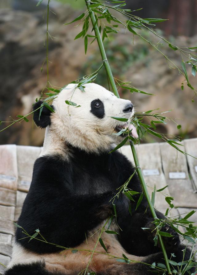 Hong Kong Media Review: Giant Panda Becomes China's "Loveliest Diplomat ...
