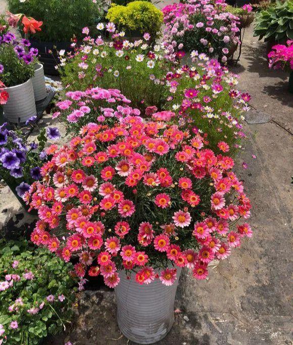 9 kinds of spicy flowers, more than a dozen pots can be placed on the ...