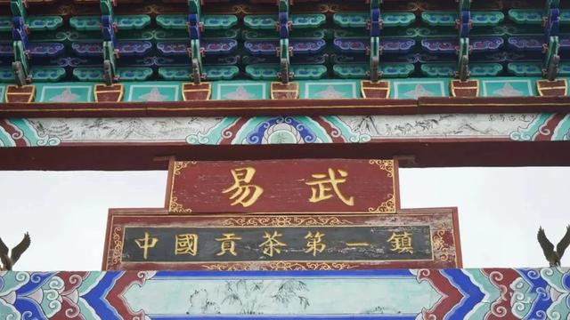 The Model of Yiwu Tribute Tea - Ma Hei - iNEWS