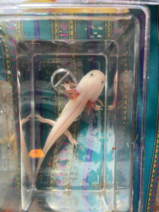 Hexagonal Dinosaur Fish - iNEWS