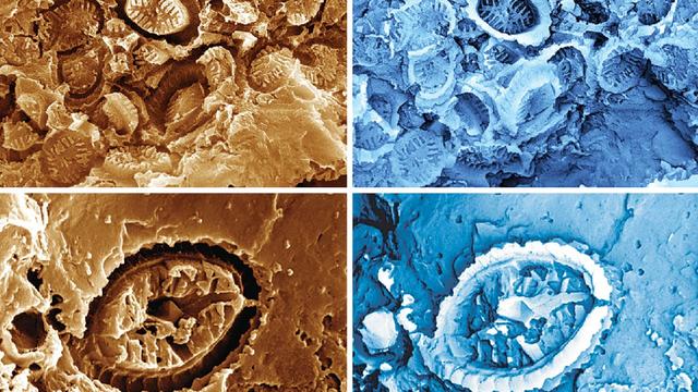 Scientists find 'ghost' fossil under microscope - iNEWS