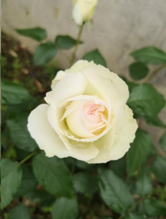 Do spring roses need to be pinched and topped?In this case, it is ...