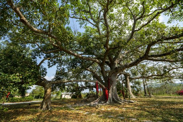 Hainan: the wonder of the ancient six-body banyan tree - iNEWS