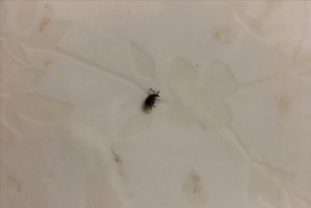 How to get rid of small flying insects in the kitchen most completely ...