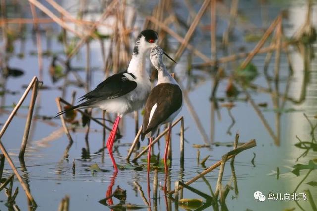 Black-winged sandpiper, when it is nesting and hatching again - iNEWS
