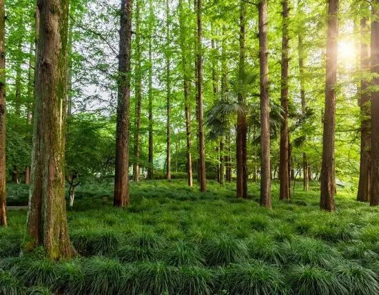 Temperate Forests: Climate, Location and Wildlife - iNEWS