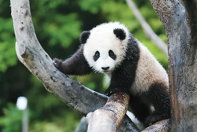 Global captive giant panda population reaches 673, nearly doubling in ...