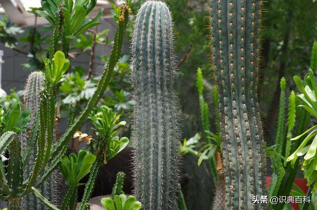 Encyclopedia of plants - corolla - iNEWS