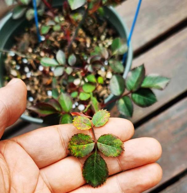 What should I do if the rose leaves turn yellow as soon as they ...